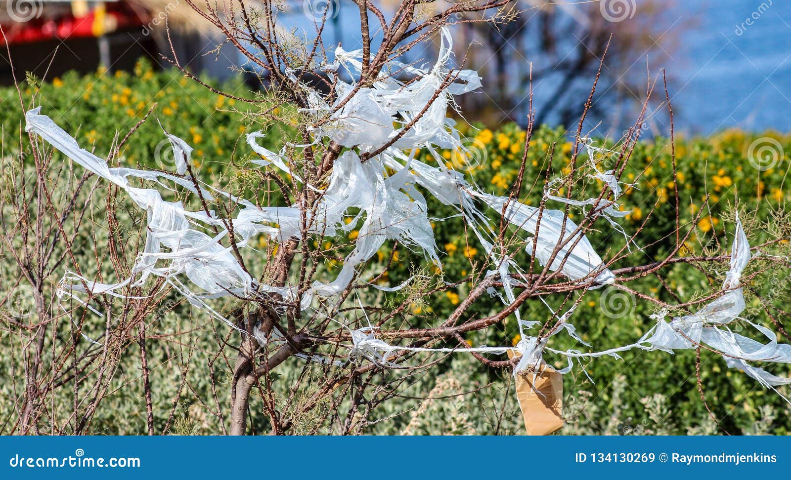 Plastic Debris in a Bush Blowing in the Wind. Stock Image - Image of ...