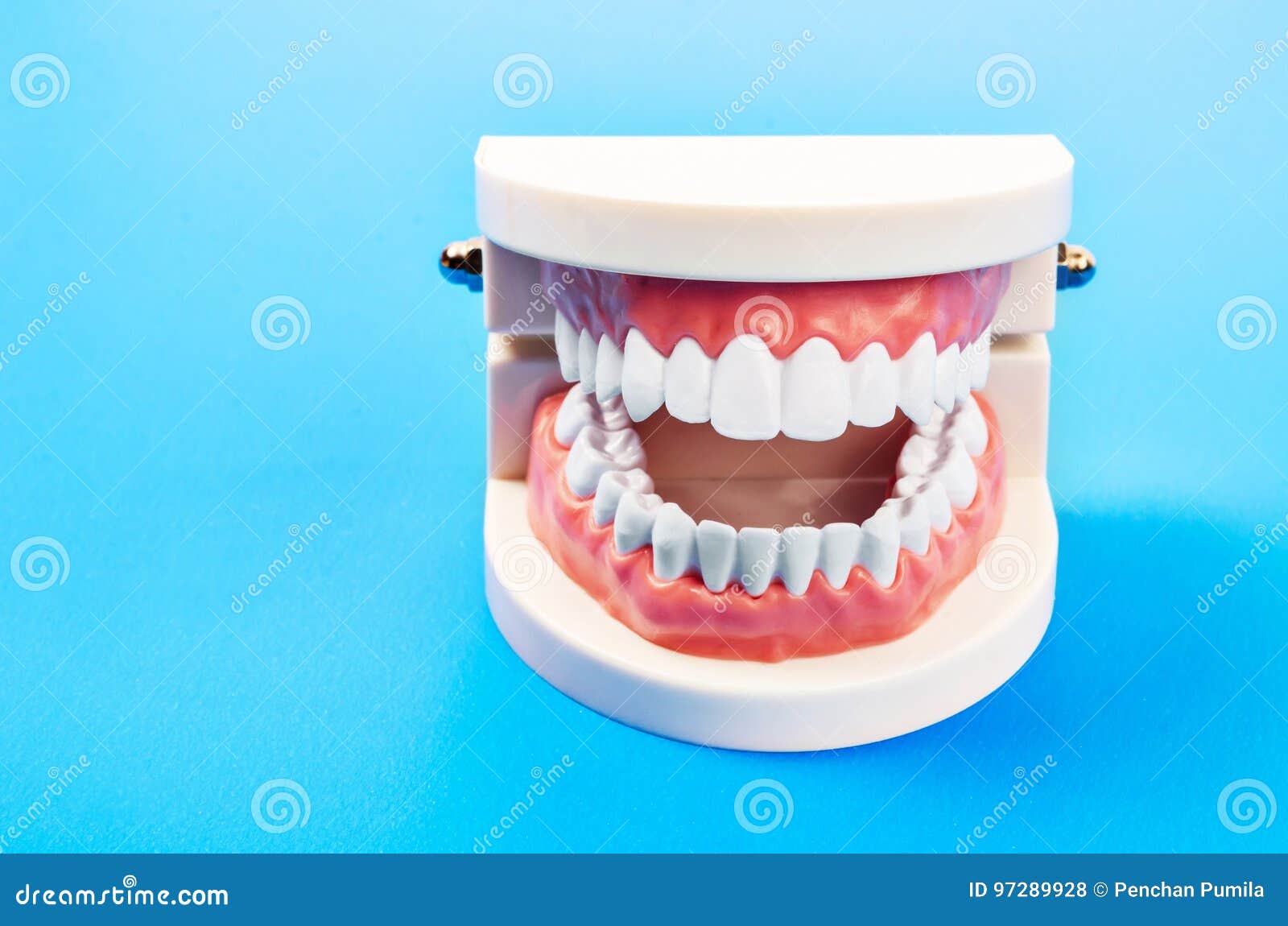 Plastic Dental Teeth Model. Stock Photo - Image of enamel, dentistry ...