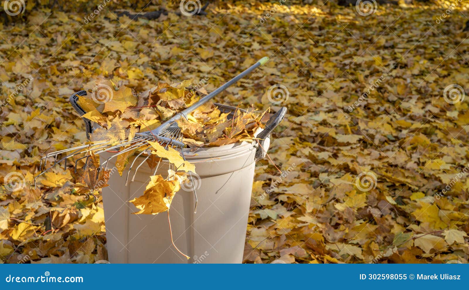 Plastic Garbage Bin Filled with Maple Leaves in a Backyard, Fall ...
