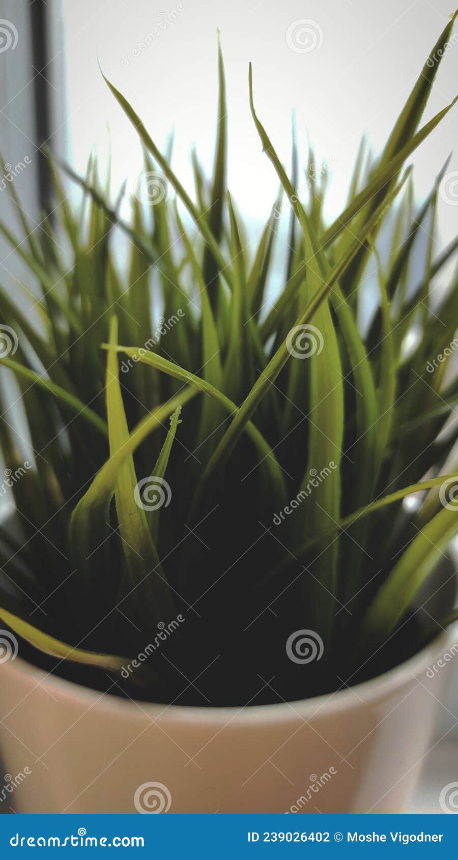 Plastic grass in a cup stock photo. Image of plant, crop - 239026402