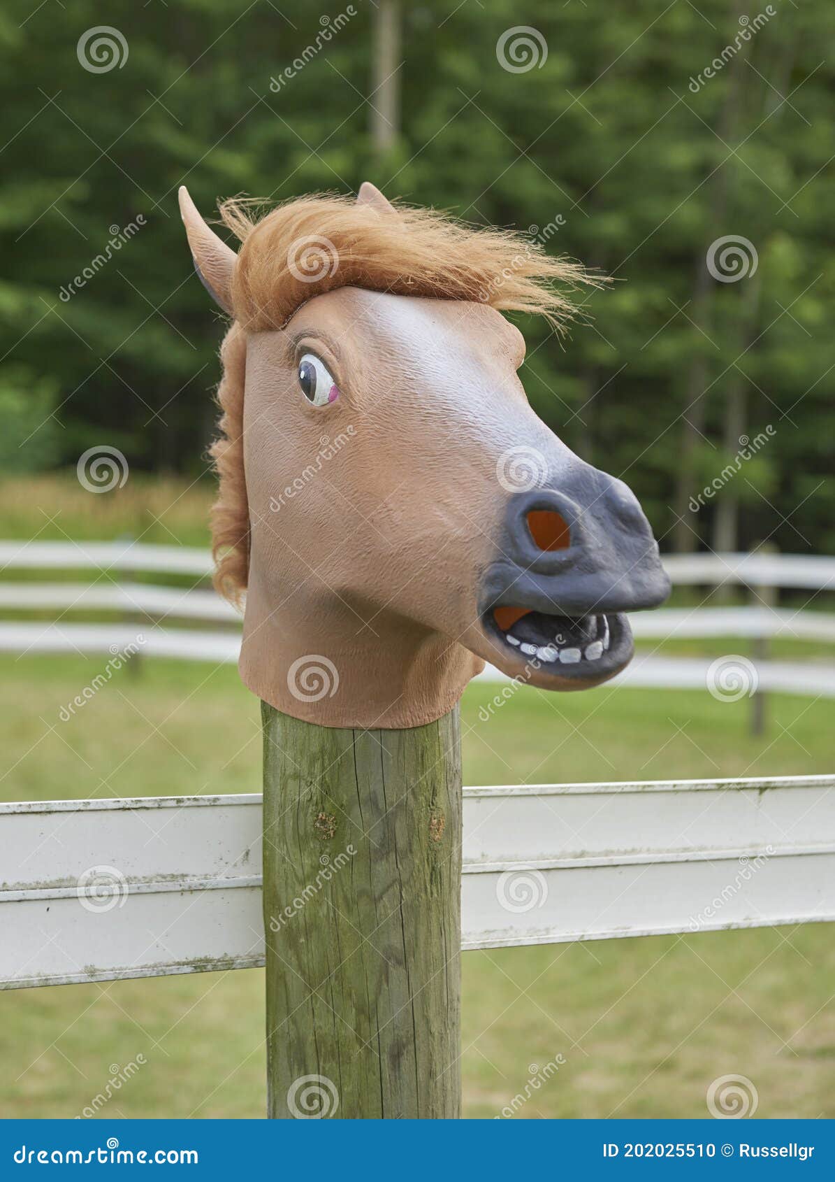Plastic horse head stock photo. Image of cranium, fake - 202025510