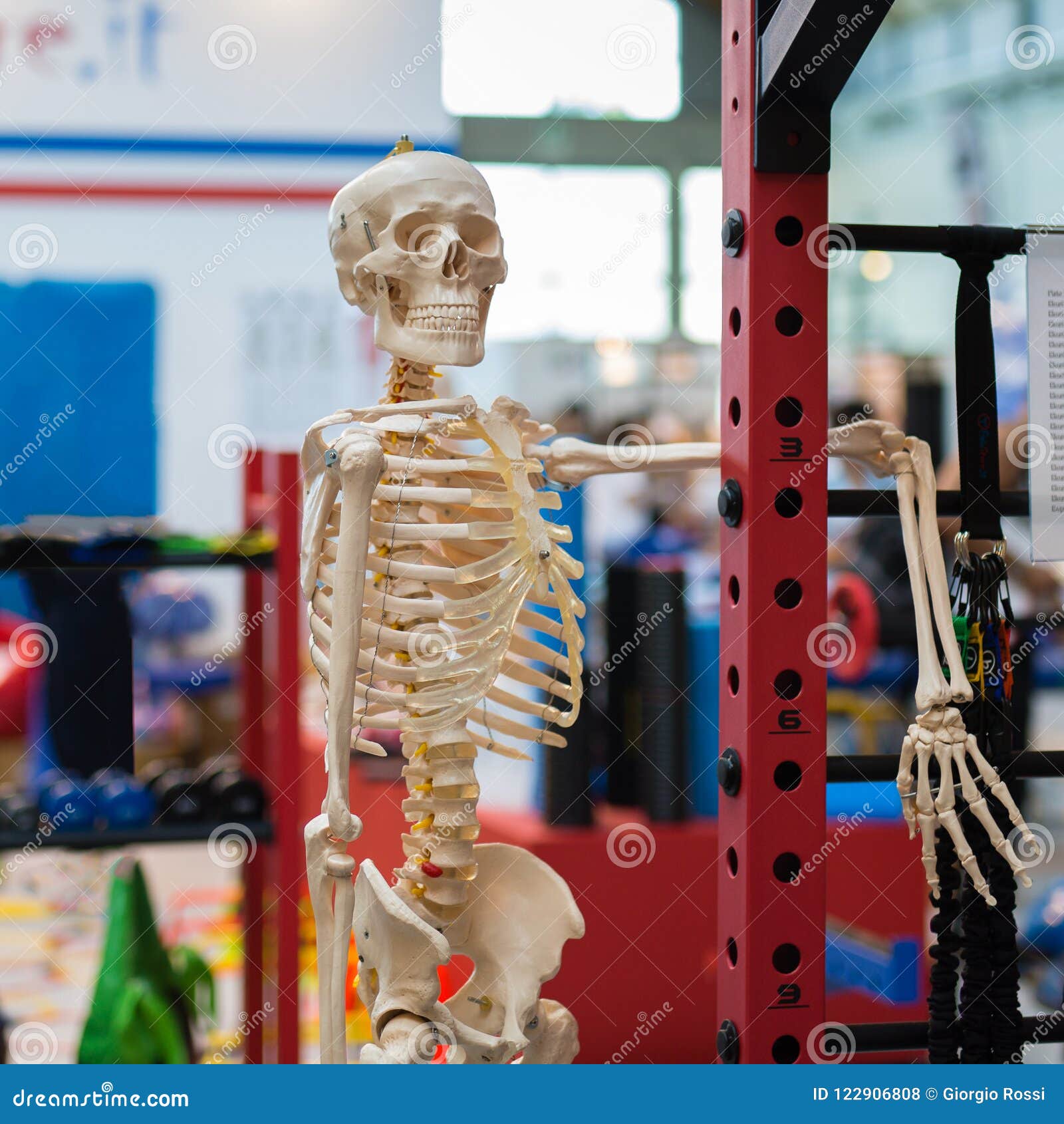 Plastic Human Skeleton in a Relaxed and Fun Pose Stock Photo - Image of ...