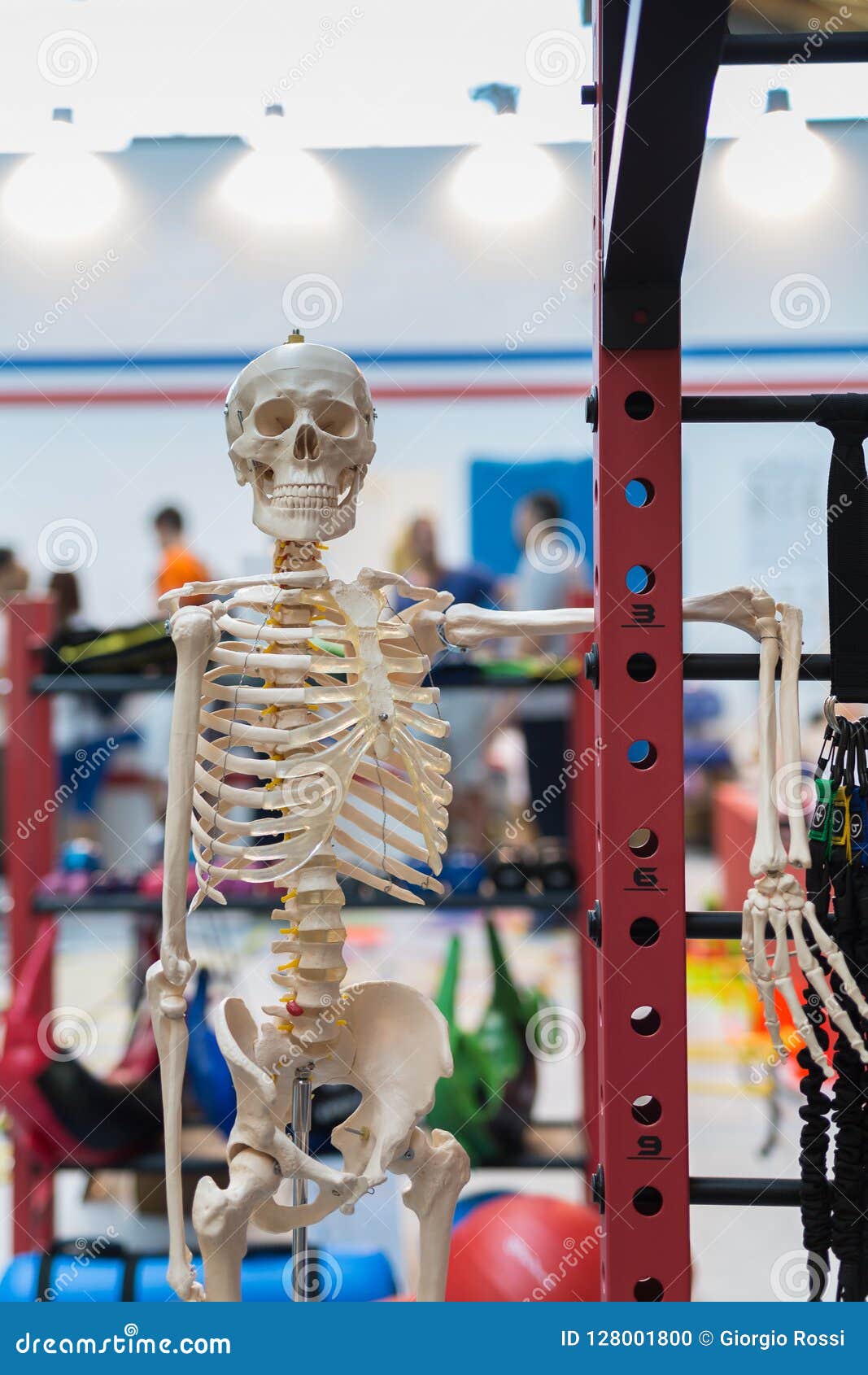 Plastic Human Skeleton in a Relaxed and Fun Pose Stock Photo - Image of ...