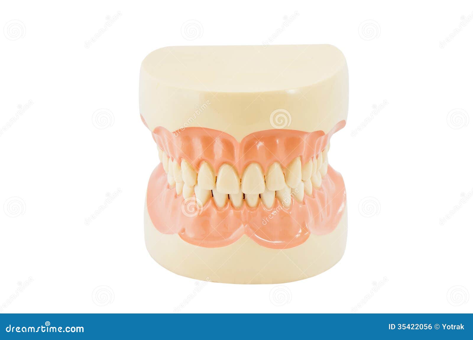 Plastic human teeth models stock photo. Image of mouth - 35422056