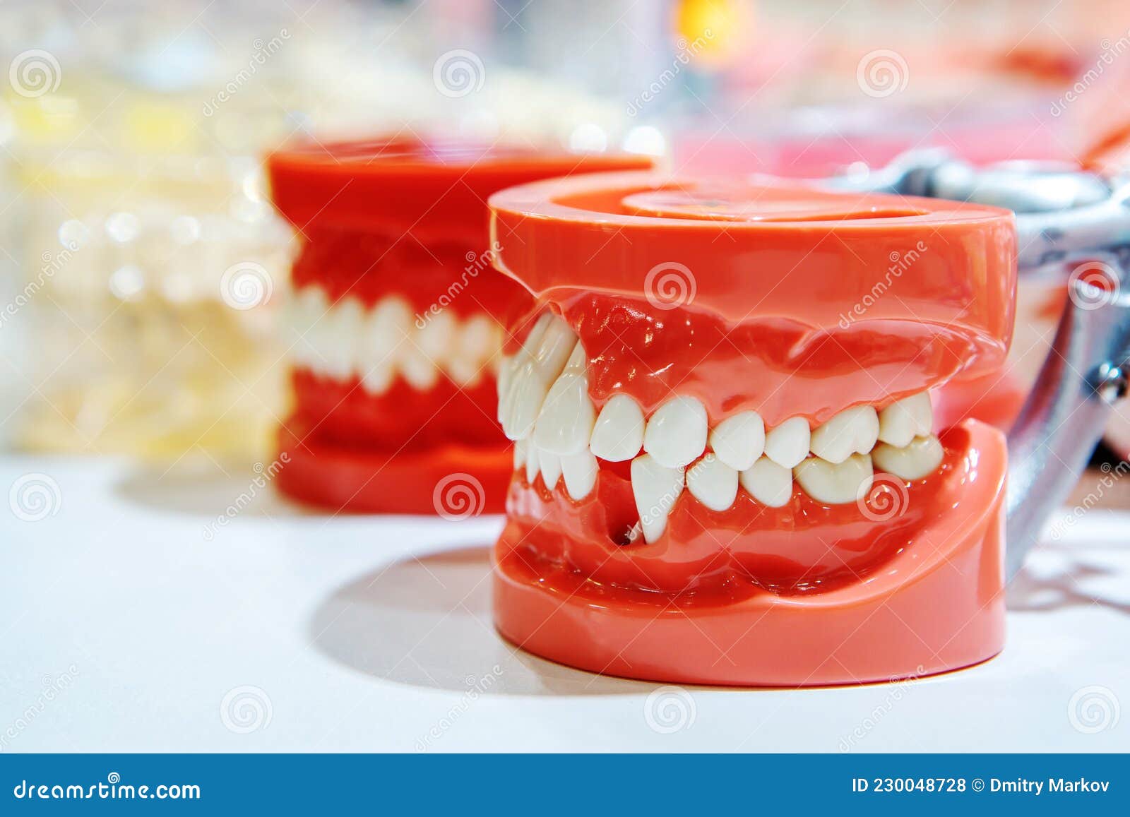 Plastic Jaw with Teeth. Layout for the Study of Human Anatomy Stock ...