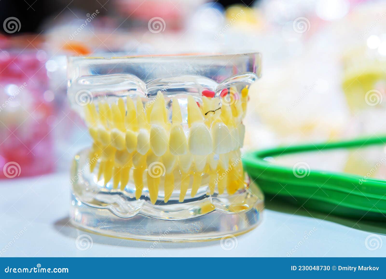 Plastic Jaw with Teeth. Transparent Polymer Anatomical Model for ...