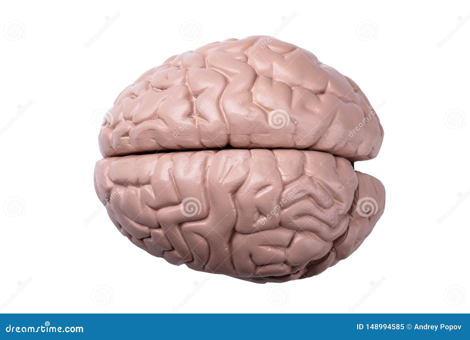 Plastic Model of Human Brain Stock Image - Image of cerebral, cerebrum ...