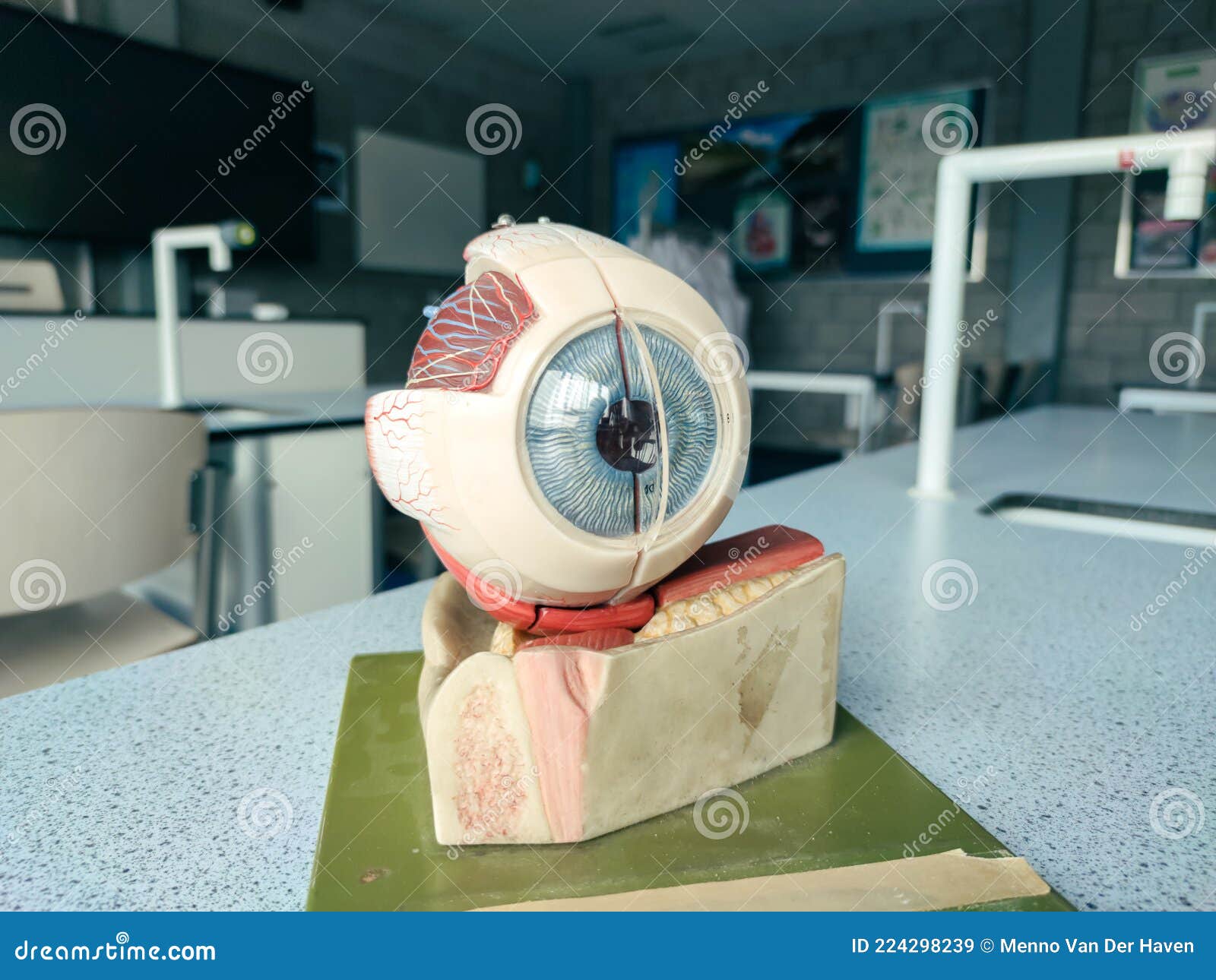 Model of a human eye stock image. Image of class, natural - 224298239