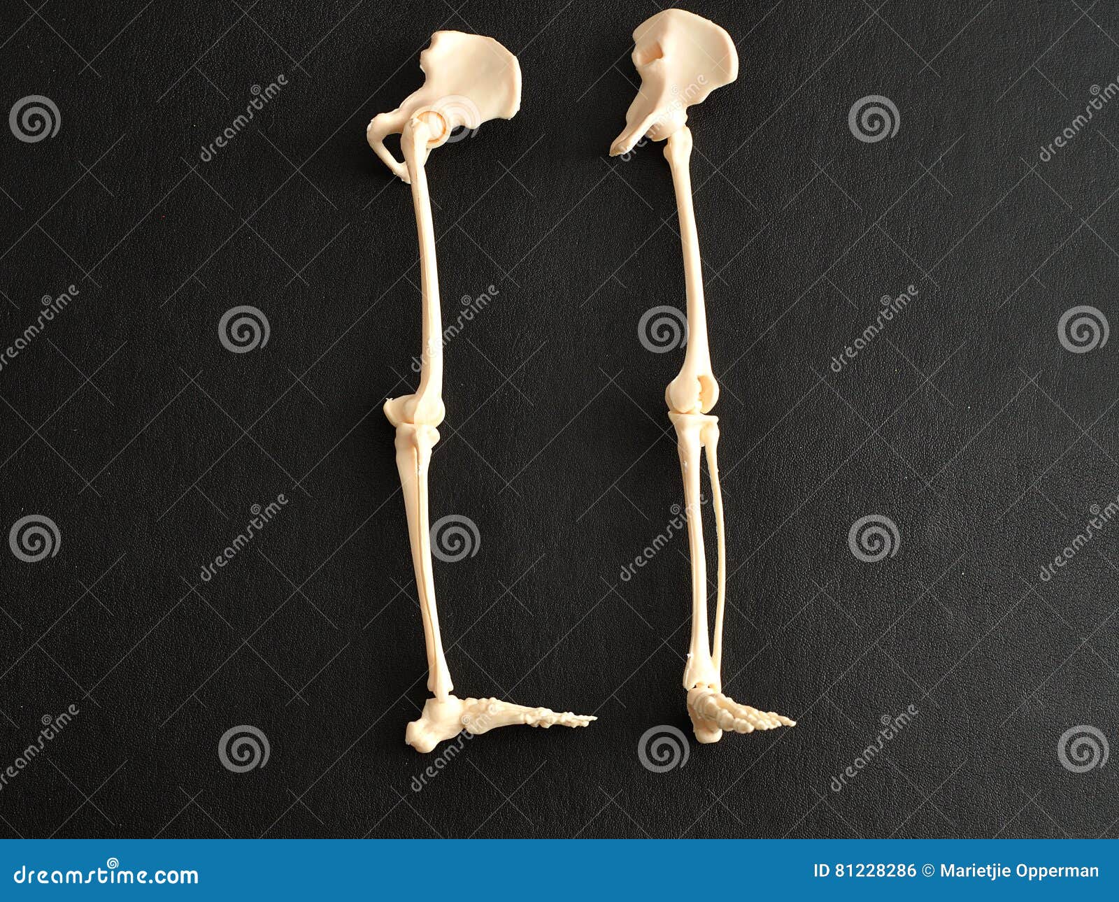Skeleton Legs Stock Images - Download 1,148 Royalty Free Photos
