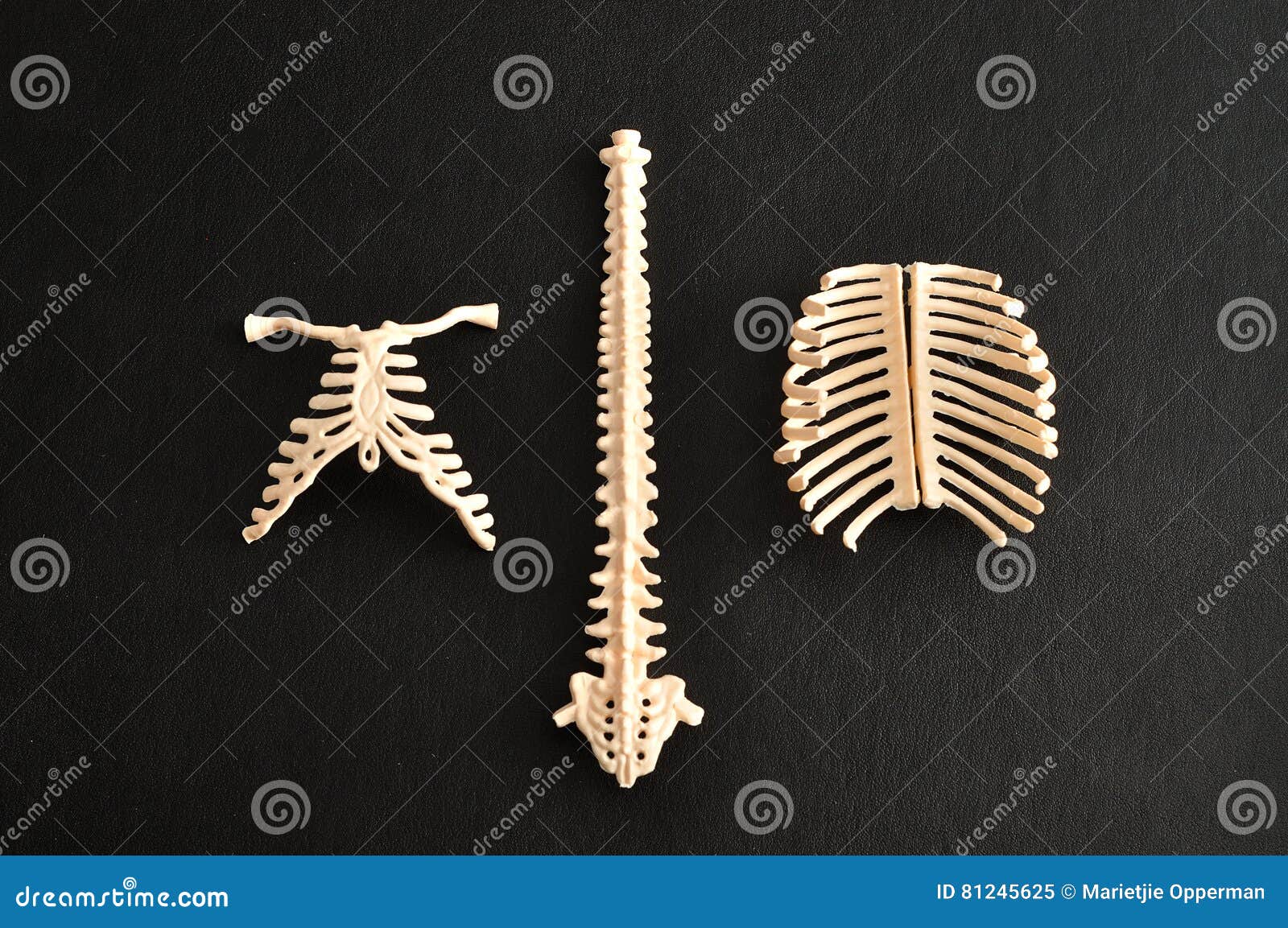 A Plastic Model of a Human Spine Stock Image - Image of model, parts ...