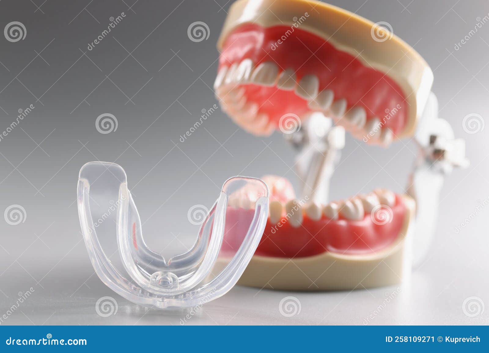 Plastic Model of an Open Human Jaw on a Gray Background Stock Image ...