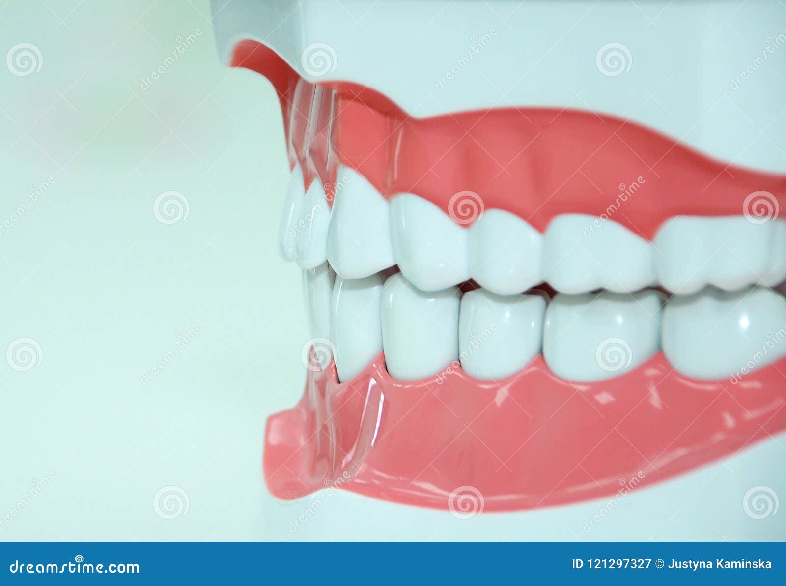 Plastic model of teeth stock image. Image of artificial - 121297327