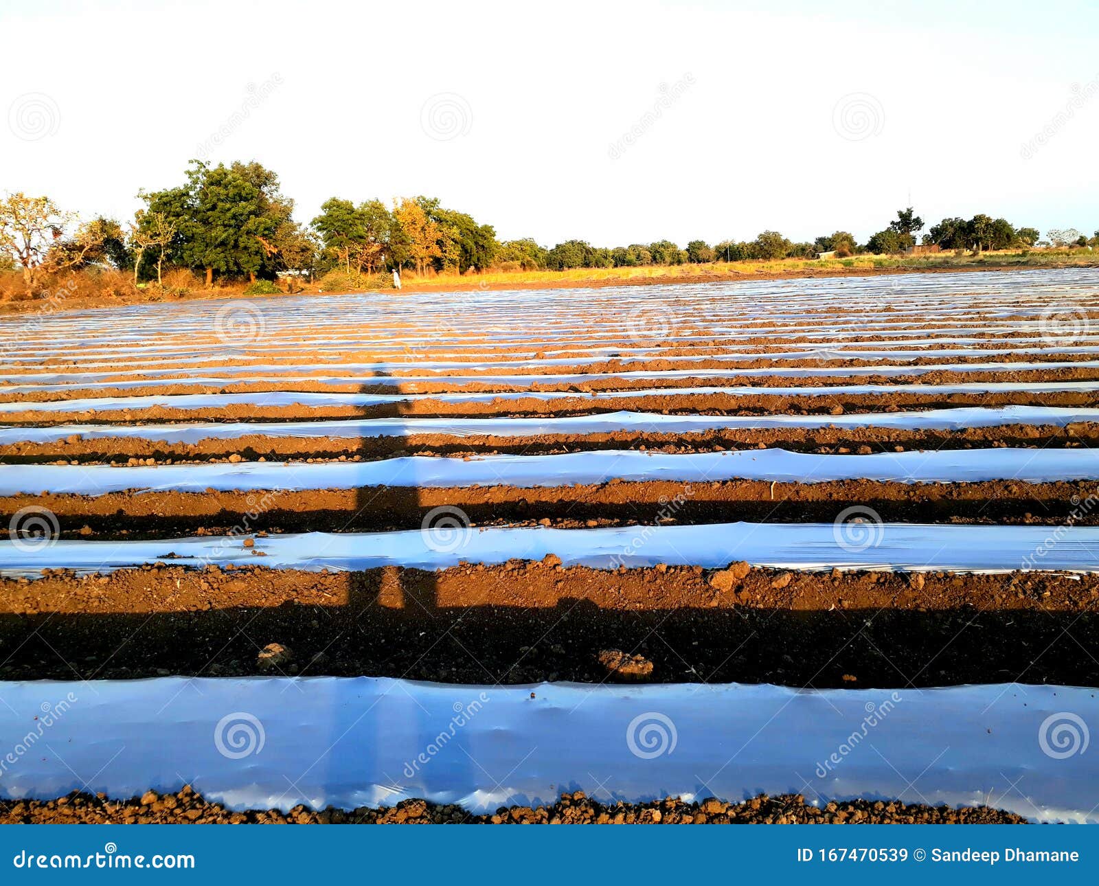 Multching Stock Photos - Free & Royalty-Free Stock Photos from Dreamstime