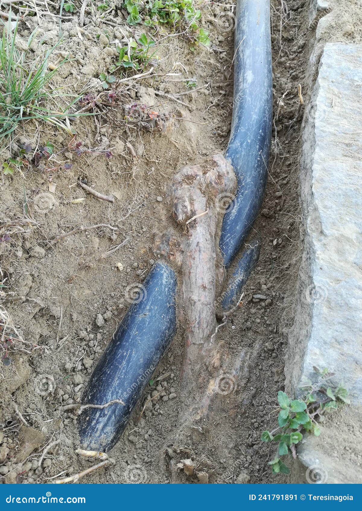 Plastic Pipe Damaged by Roots Stock Image - Image of damaged ...