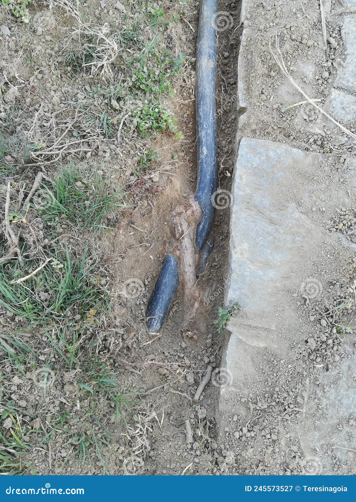 Plastic Pipe Damaged by Roots Stock Image - Image of underground ...