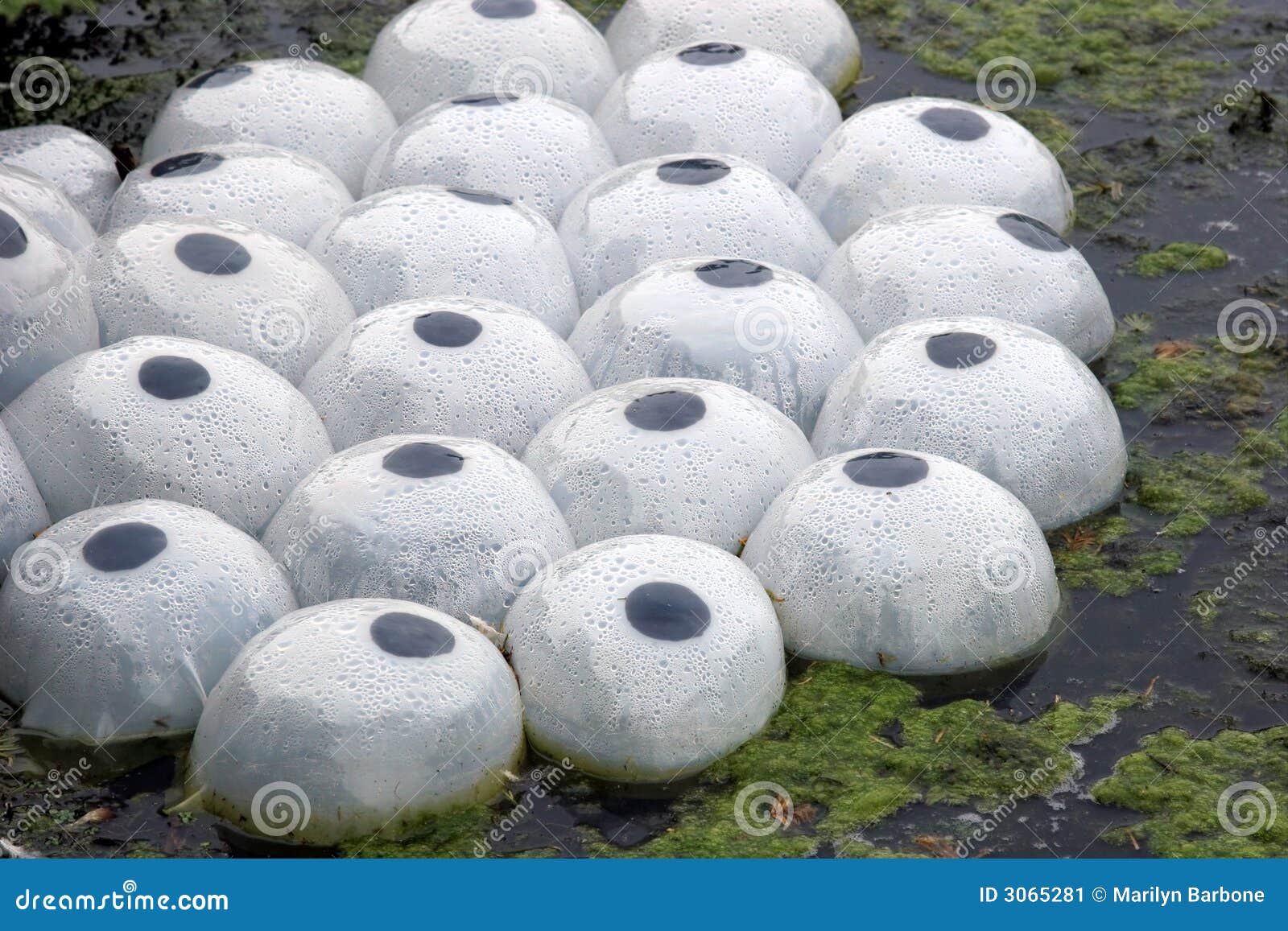 Plastic Plant Life Pods stock image. Image of protective - 3065281