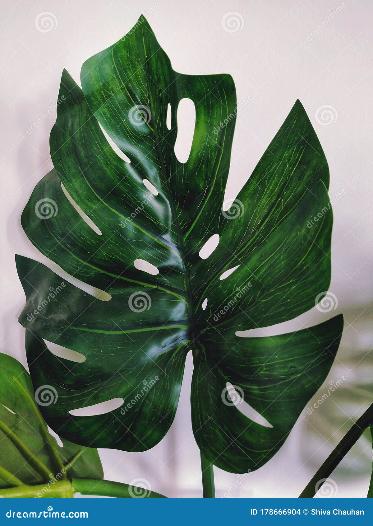 Plastic plant marvel stock photo. Image of flower, tree - 178666904