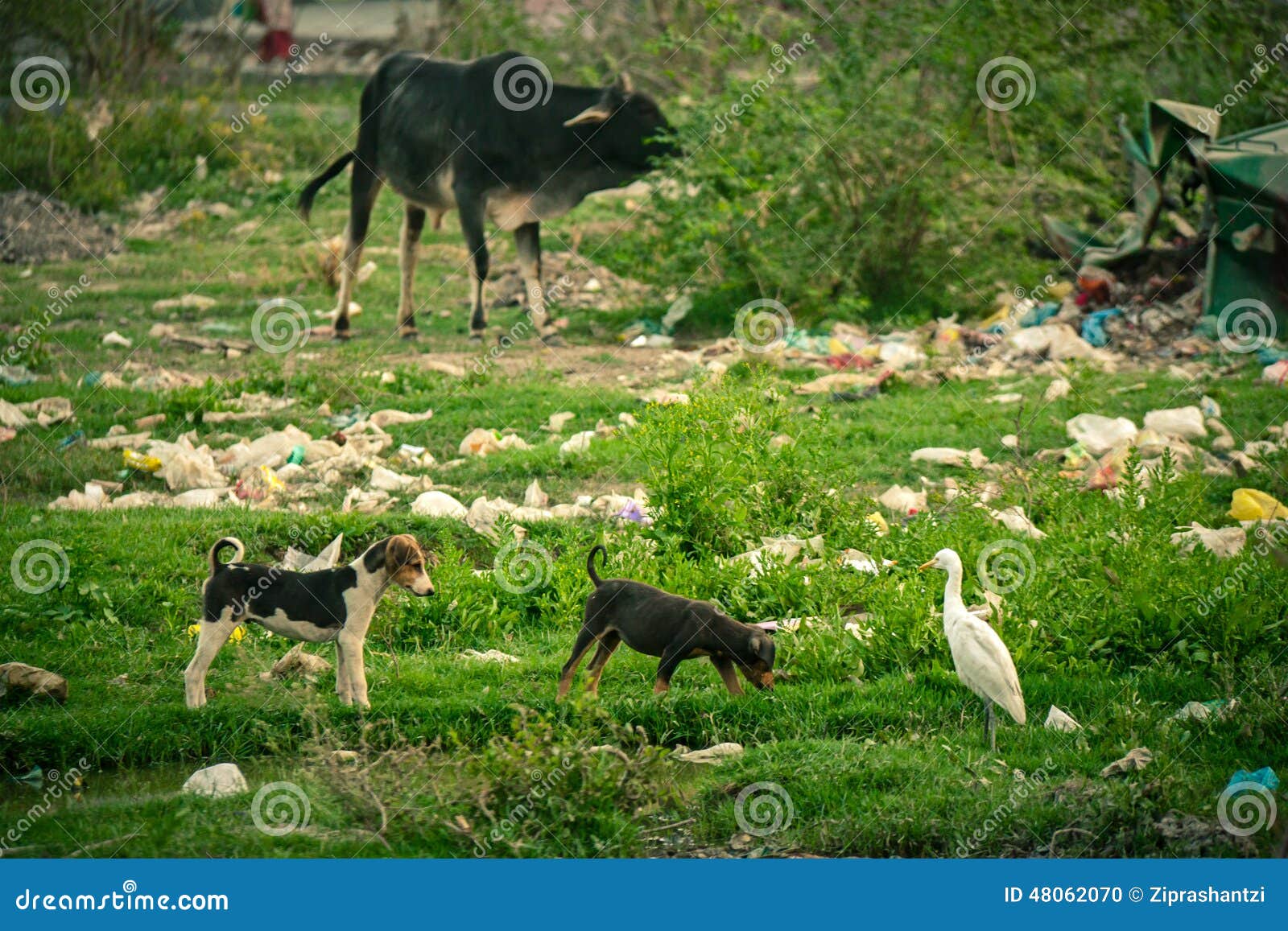 Plastic Pollution during Animals Stock Photo - Image of food, dirty ...