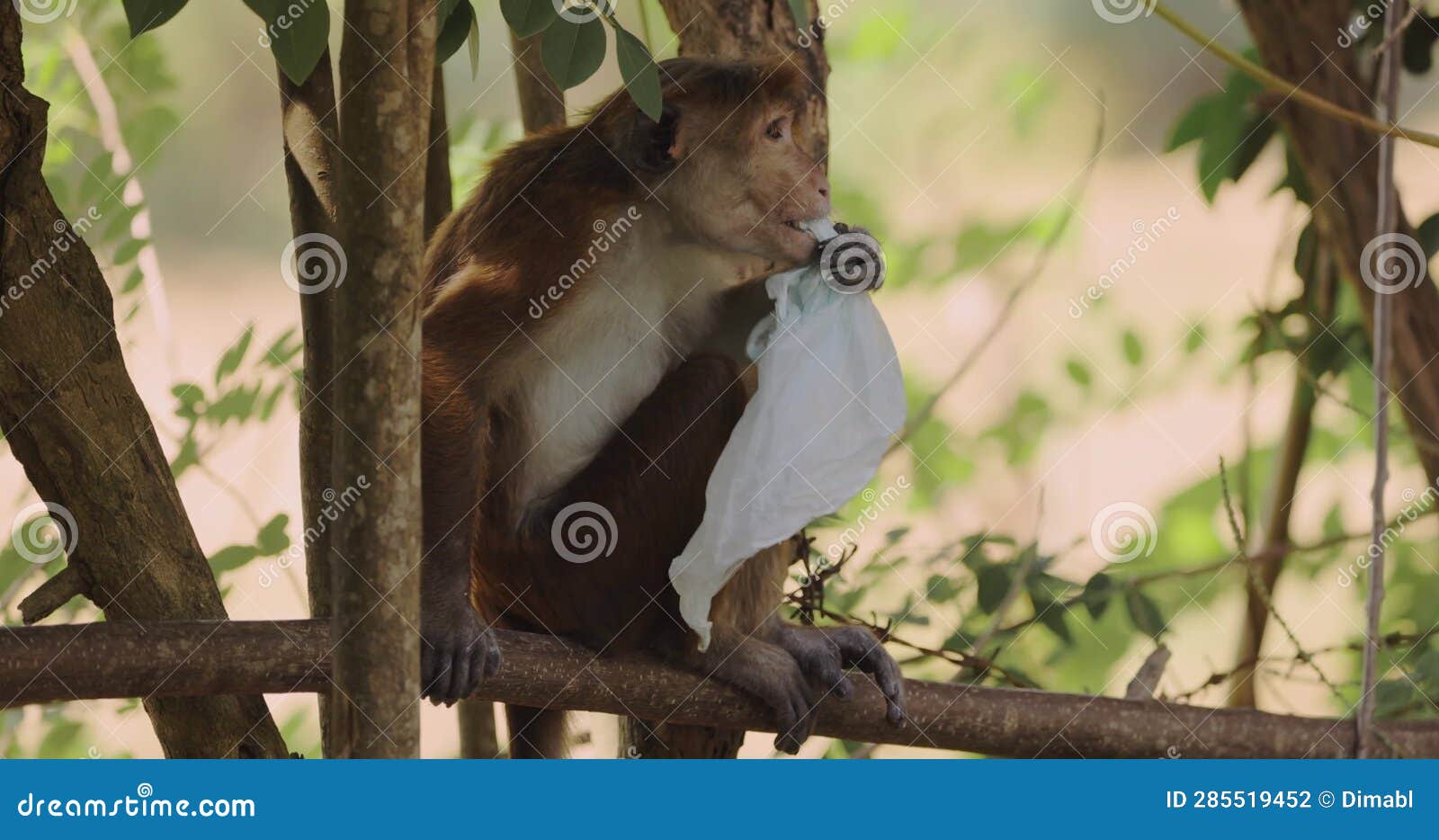 Plastic Pollution in the Jungle Environmental Problem. Monkey Eating ...