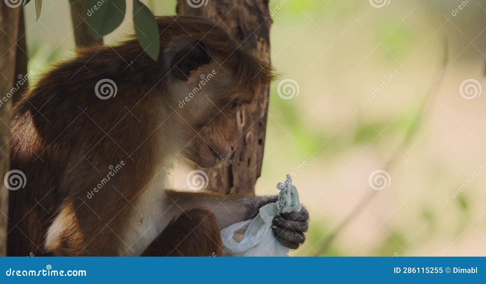 Plastic Pollution in the Jungle Environmental Problem. Monkey Eating ...