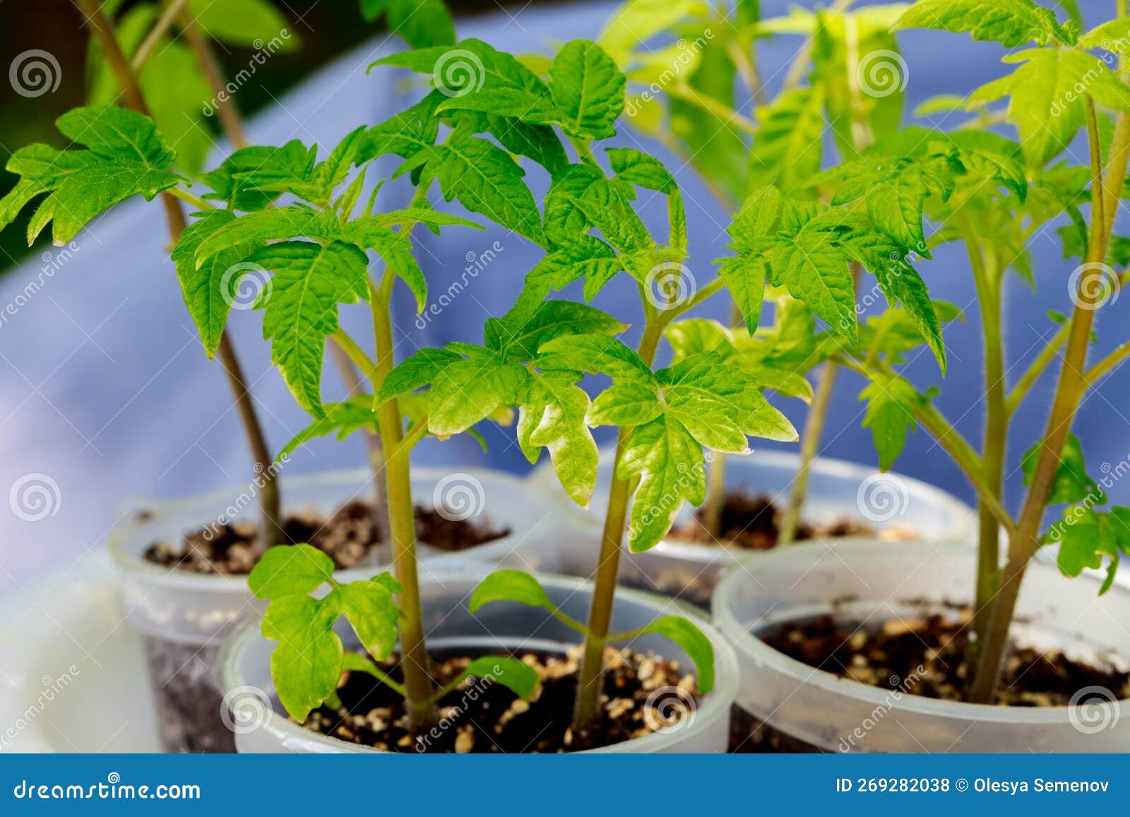 A Plastic Pot is Used To Grow Tomato Seedlings. Stock Photo - Image of ...