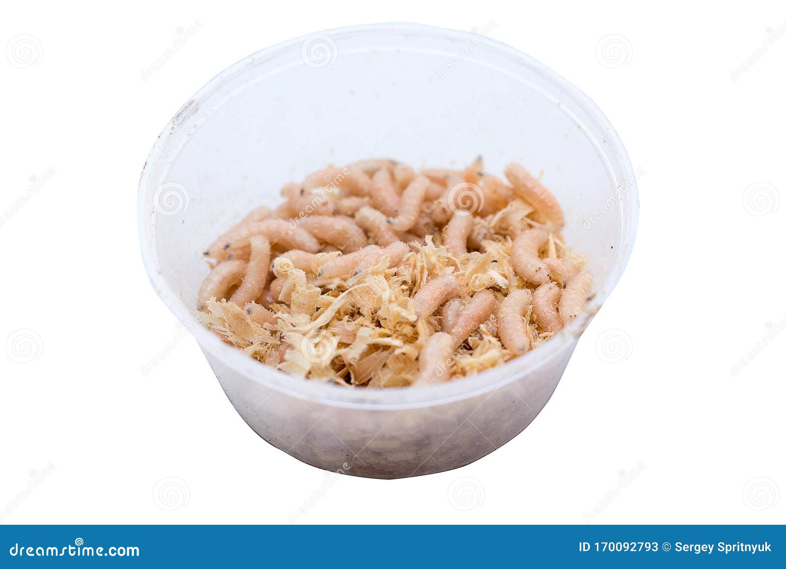 Larvae In A Plastic Container Royalty-Free Stock Photo | CartoonDealer ...
