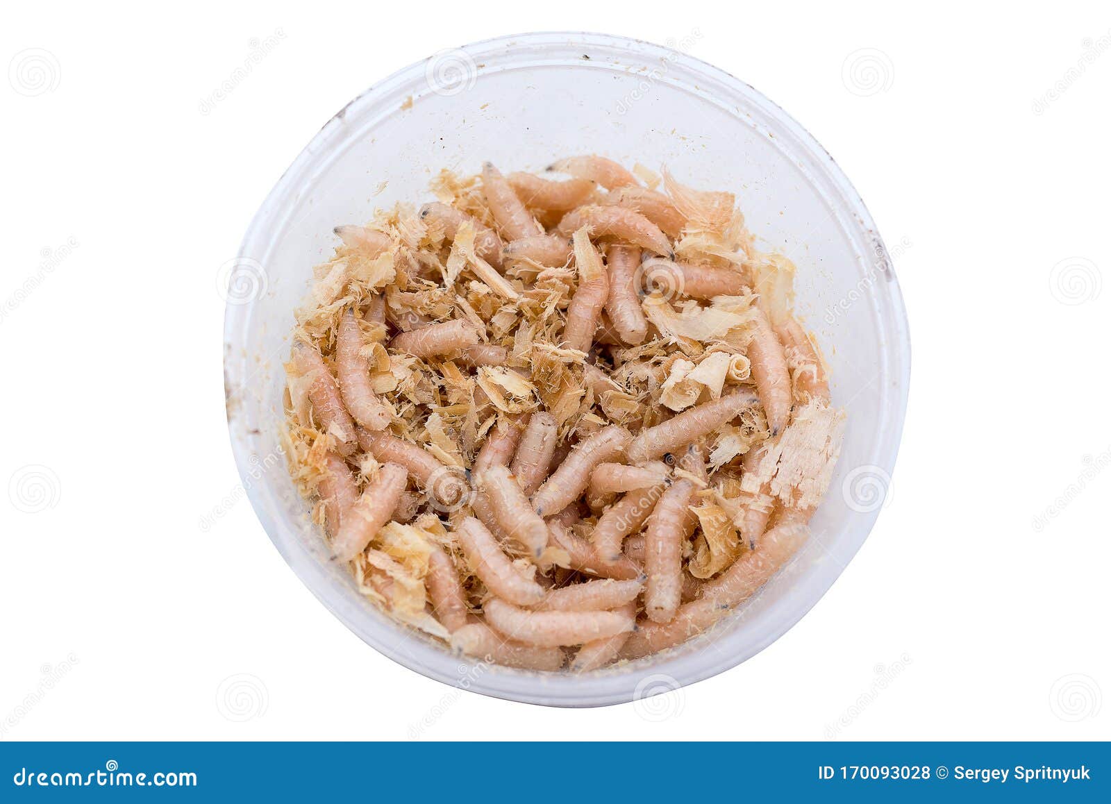 Larvae In A Plastic Container Royalty-Free Stock Photo | CartoonDealer ...