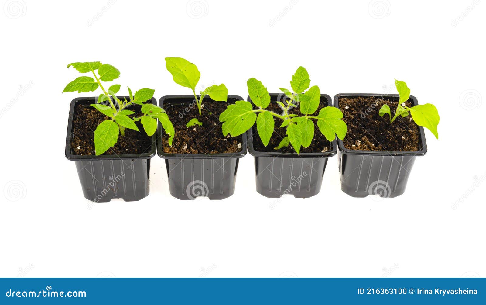 Plastic Seedling Containers with Soil, Growing Vegetable Seedlings ...