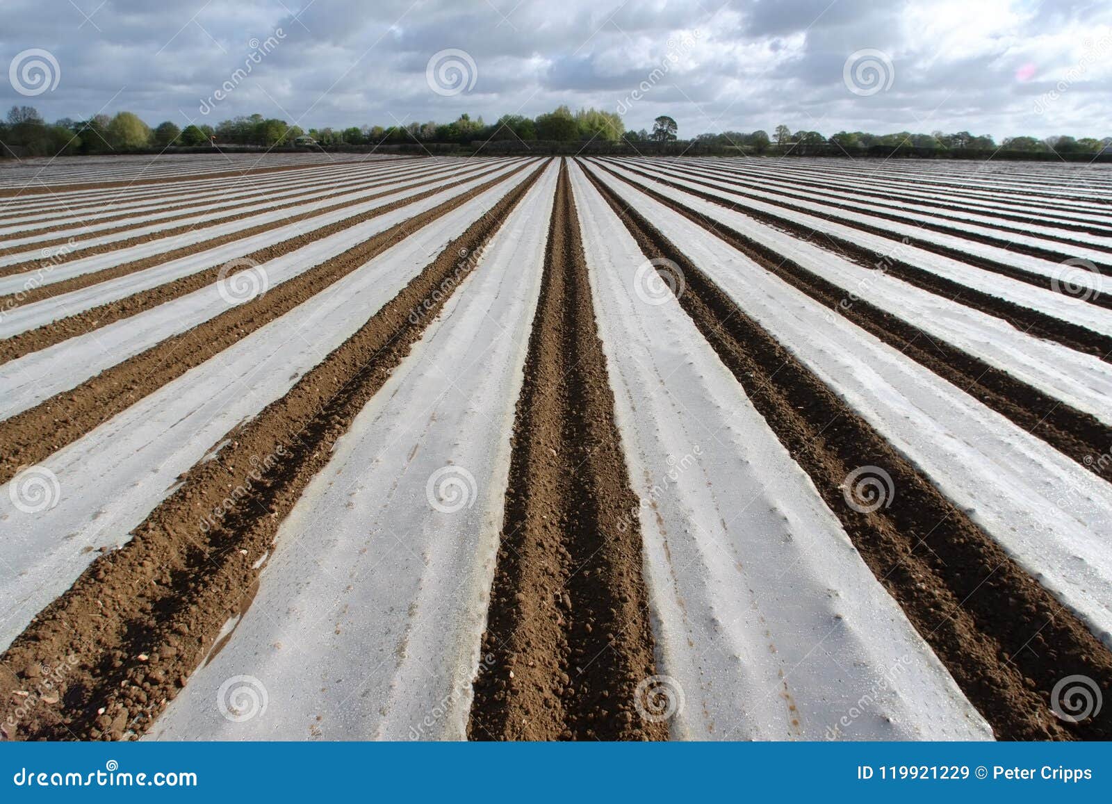 Plastic field editorial stock image. Image of plastic - 119921229