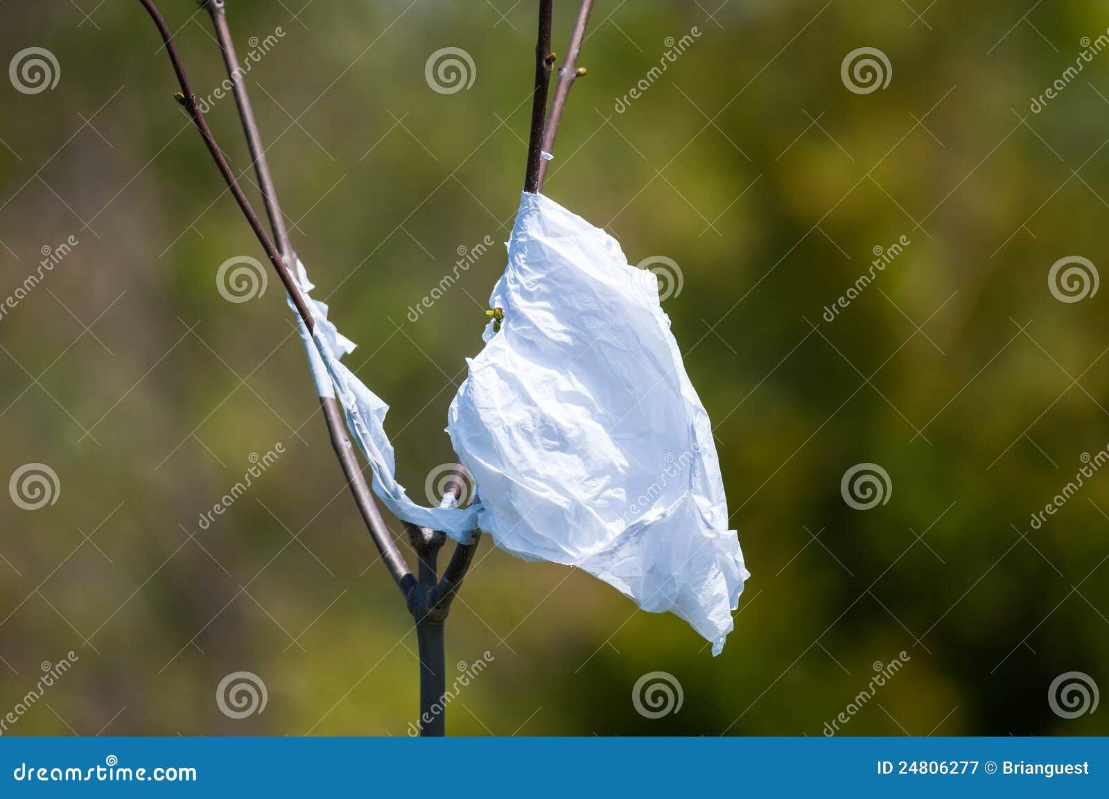 Plastic Shopping Bag Caught in a Sapling Stock Image - Image of ...