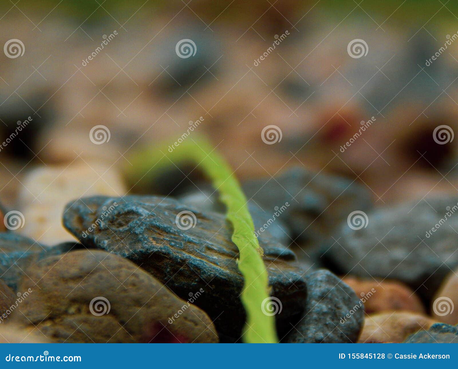 Plastic String among Rocks stock photo. Image of left - 155845128