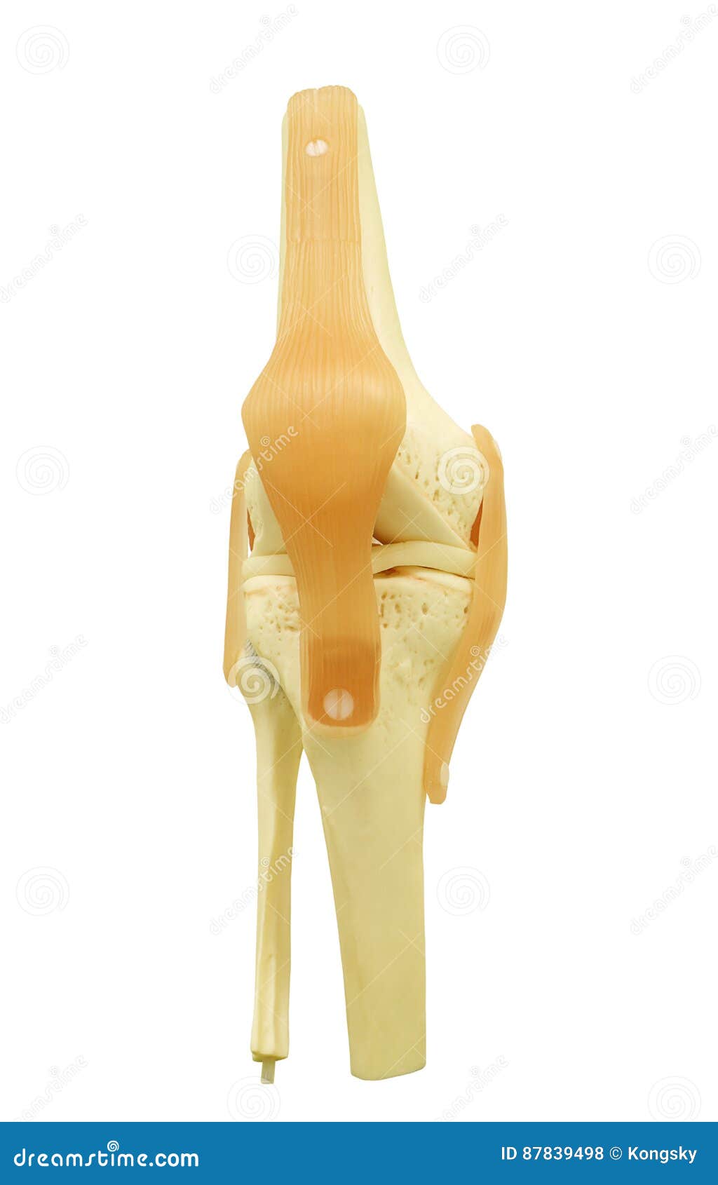 Plastic Study Model of a Knee Replacement Clipping Path. Stock Photo ...