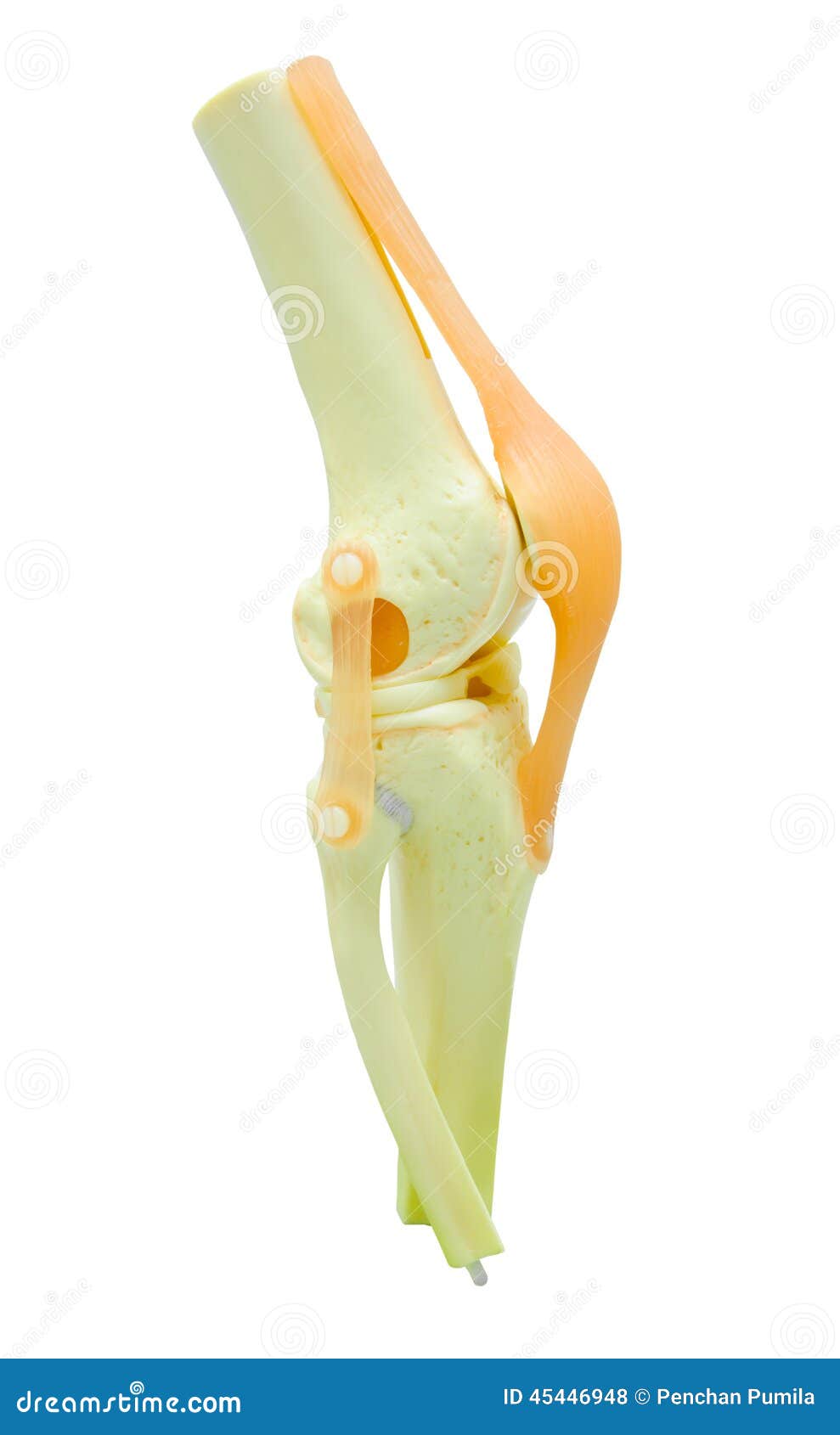 Plastic Study Model Of Leg Isolated On Black With Clipping Path Stock ...