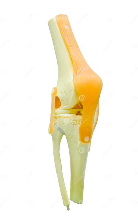 Plastic Study Model of a Knee Replacement. Stock Image - Image of ...