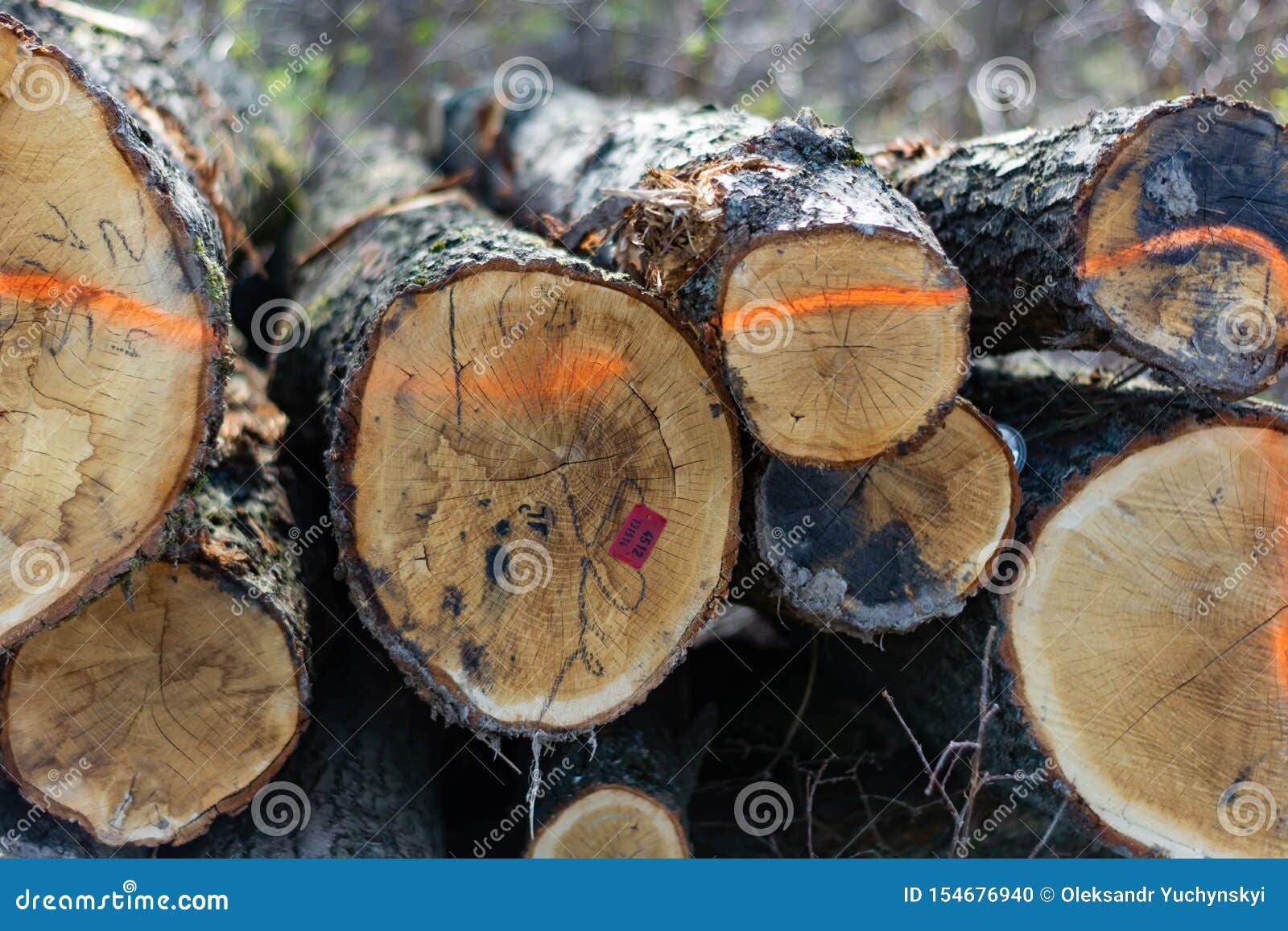 Plastic Tags on the Ends of Freshly Cut Logs Stock Photo - Image of ...