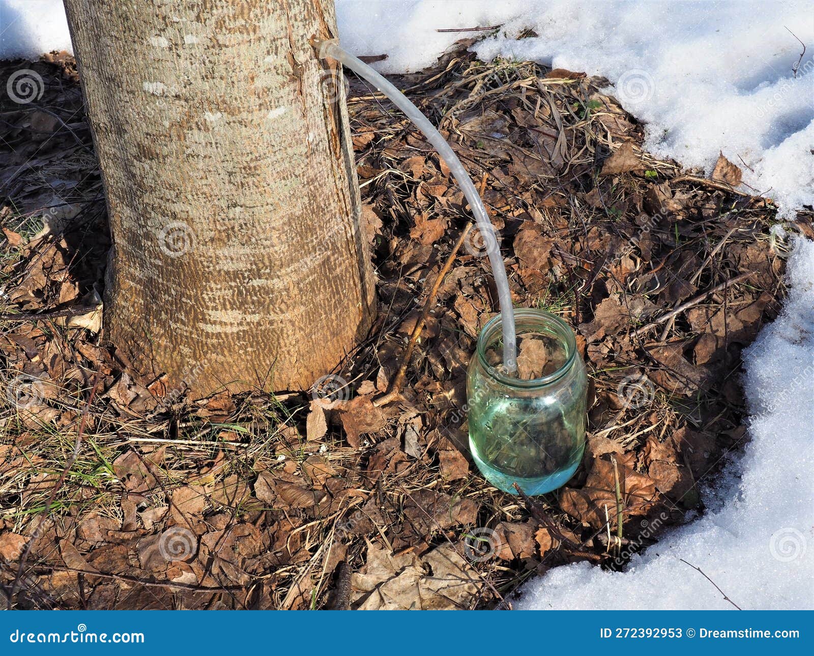 Plastic Tap for Maple Juice Collection Stock Image - Image of drink ...