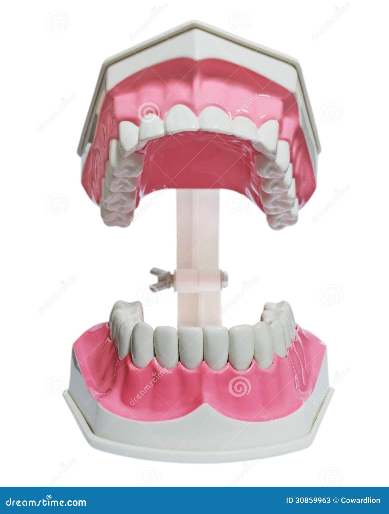 Plastic Teeth and Gum Model Stock Image - Image of teeth, model: 30859963