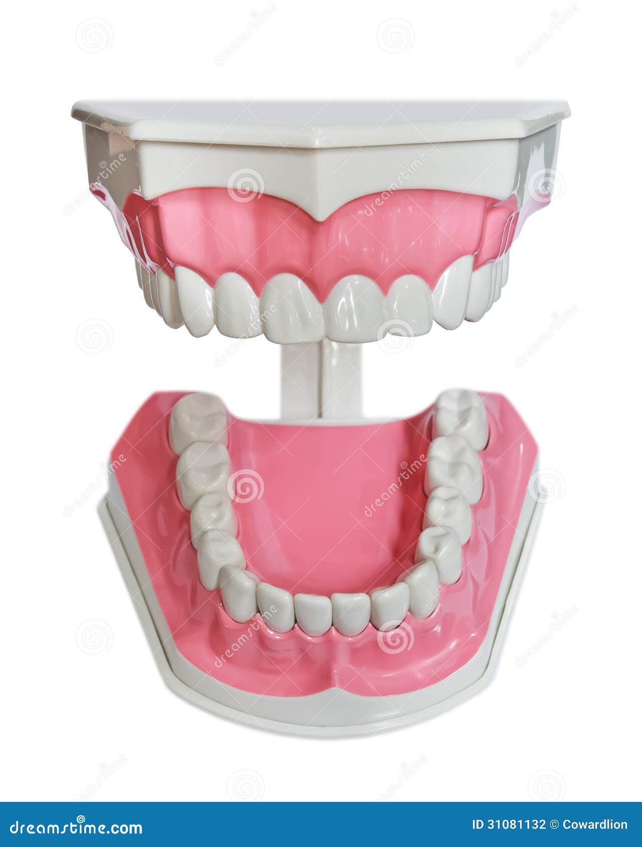 Plastic Teeth and Gum Model Stock Photo - Image of dental, isolated ...