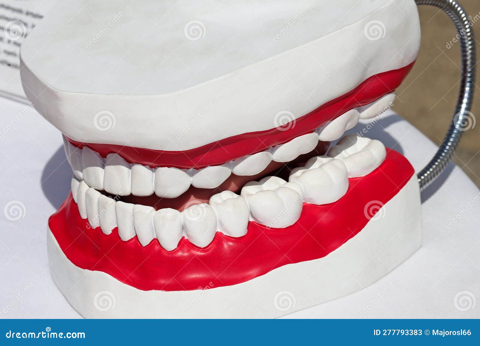 Plastic Tooth for Medical Education Stock Image - Image of medical ...