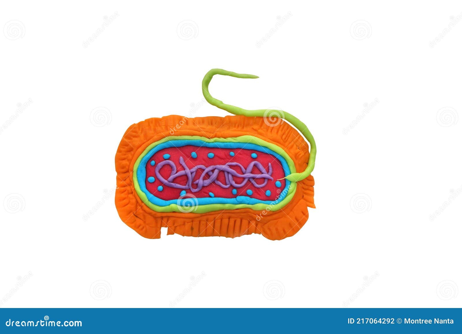 Plasticine Eukaryotic Cell Isolated on White Background with Clipping ...