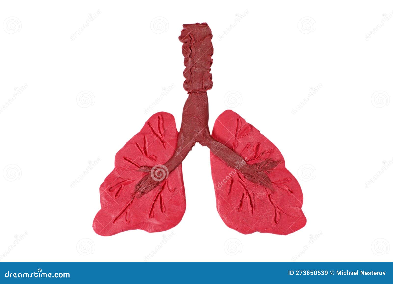 Plasticine Human Lungs Model Isolated on White. Respiratory System ...