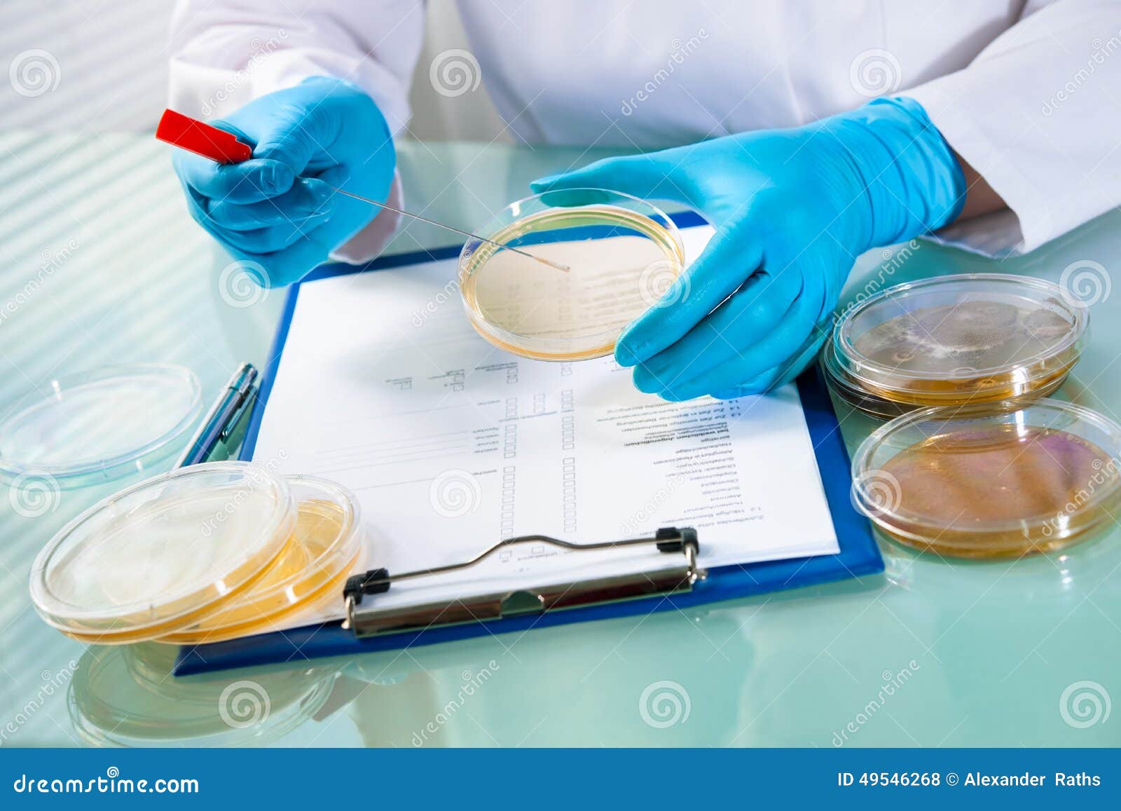 Plat D'agar Avec Les Germes Croissants Photo stock - Image du ...