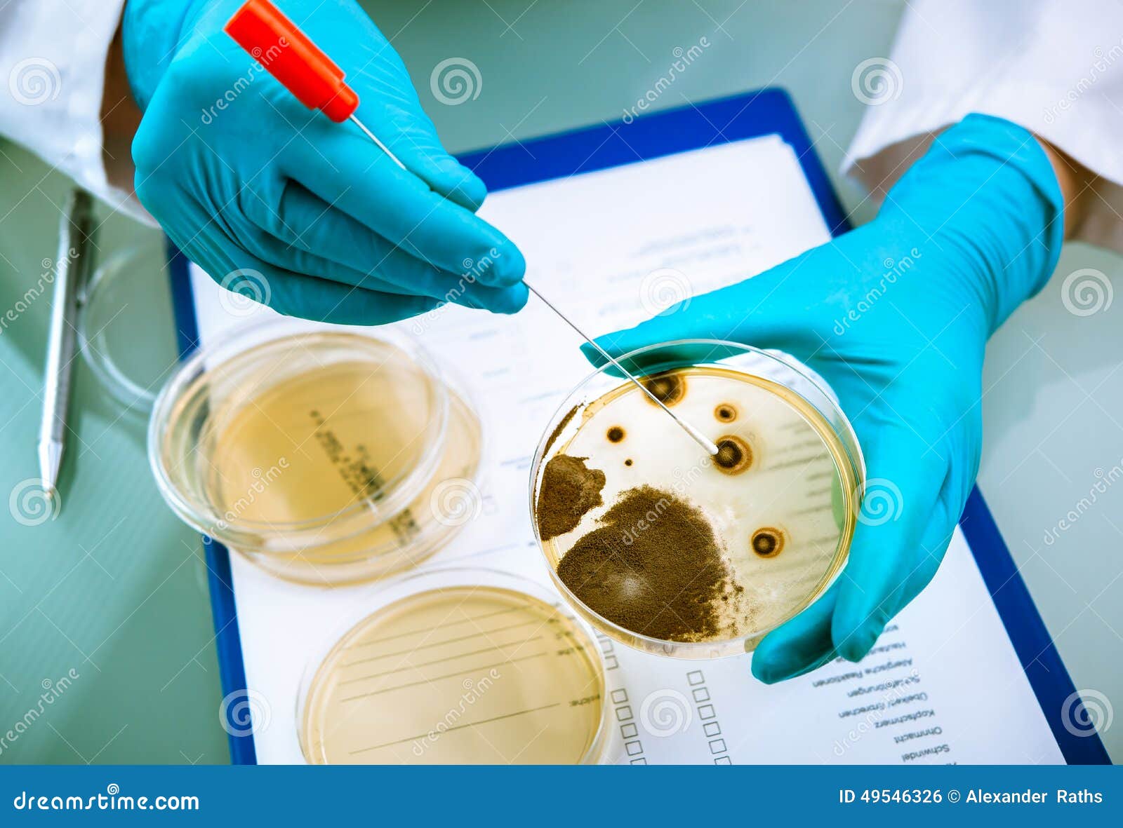 Plat D'agar Avec Les Germes Croissants Photo stock - Image du bactéries ...