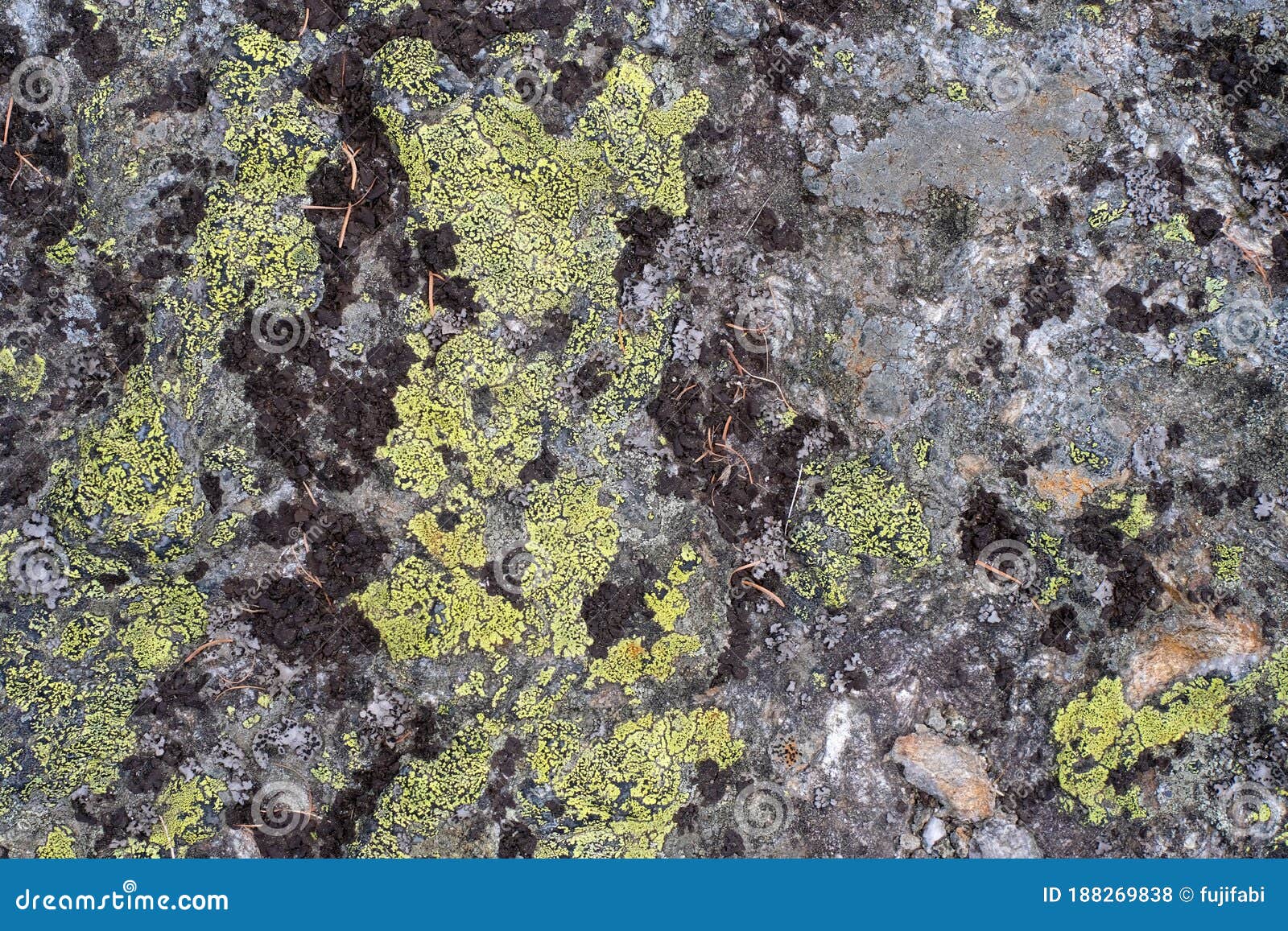 Stone with Light Green Plat Stock Photo - Image of braid, rocky: 188269838