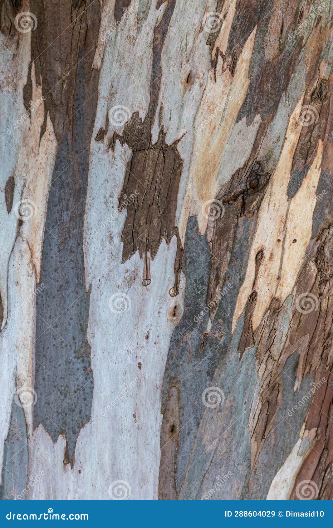 Old Tree Bark, Natural Structure. Stock Image - Image of tree, detail ...