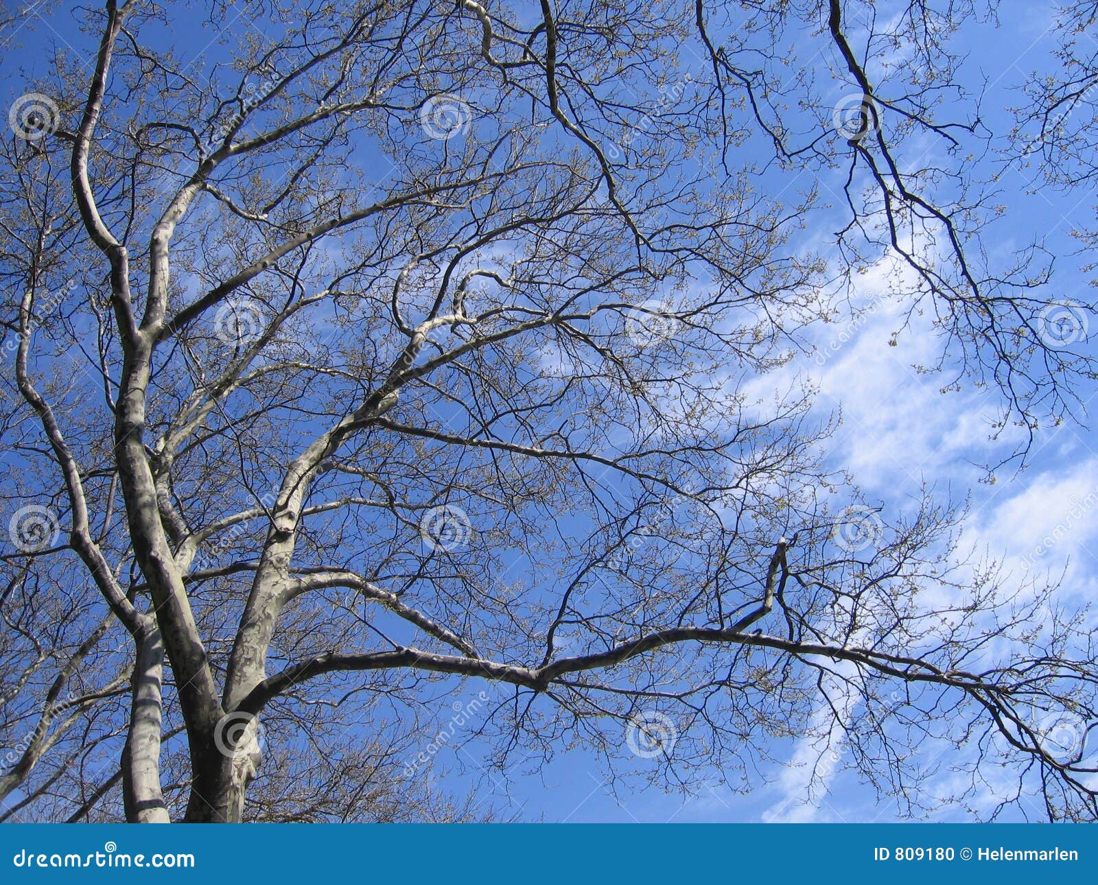 Platan plane-tree stock photo. Image of tree, branch, brooklyn - 809180