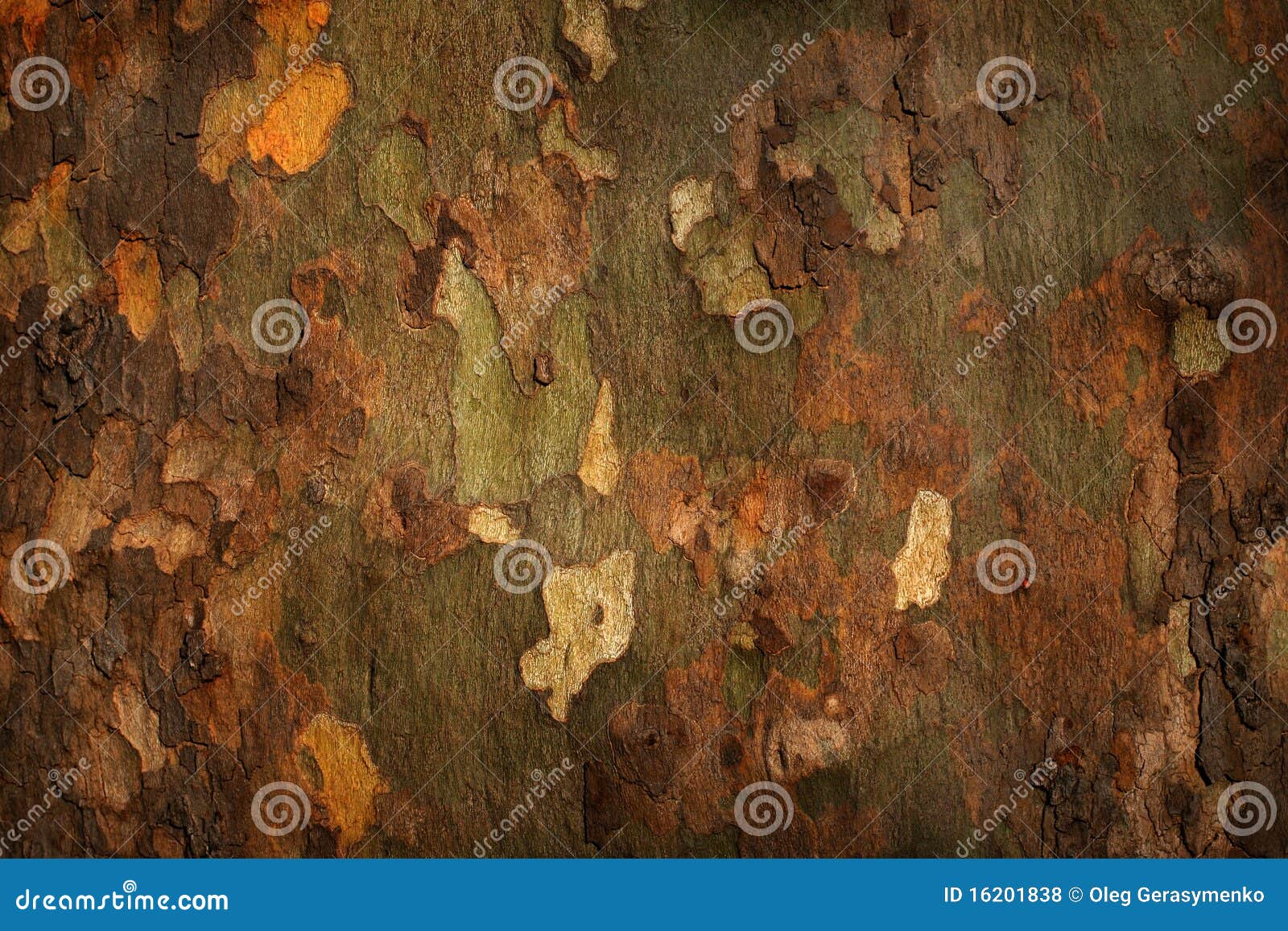 Platan Tree Bark Background Stock Photo - Image of close, gray: 16201838