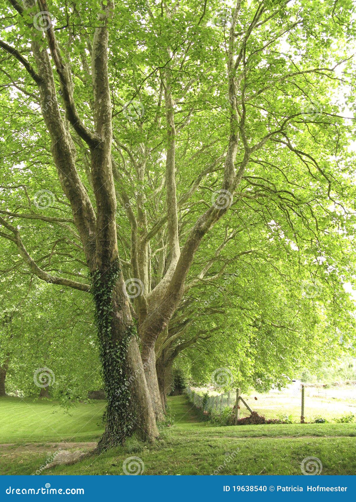 Platan trees stock photo. Image of branch, calm, garden - 19638540