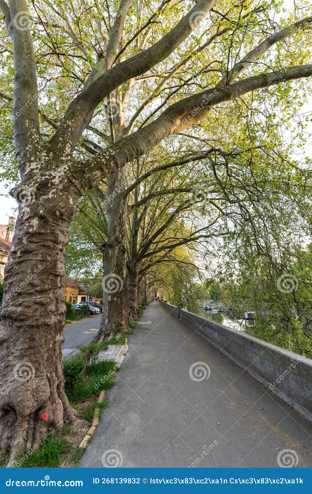 Platan Trees in a Line in Esztergom Stock Photo - Image of alley ...