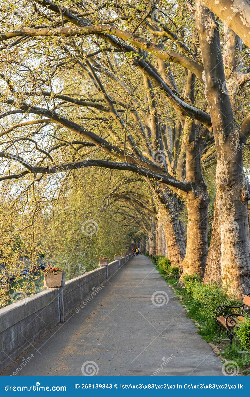 Platan Trees in a Line in Esztergom Stock Image - Image of landscape ...